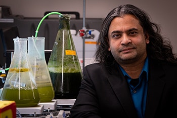 Algae To Biocrude Process Gets A Boost | Chemical Processing | Chemical ...